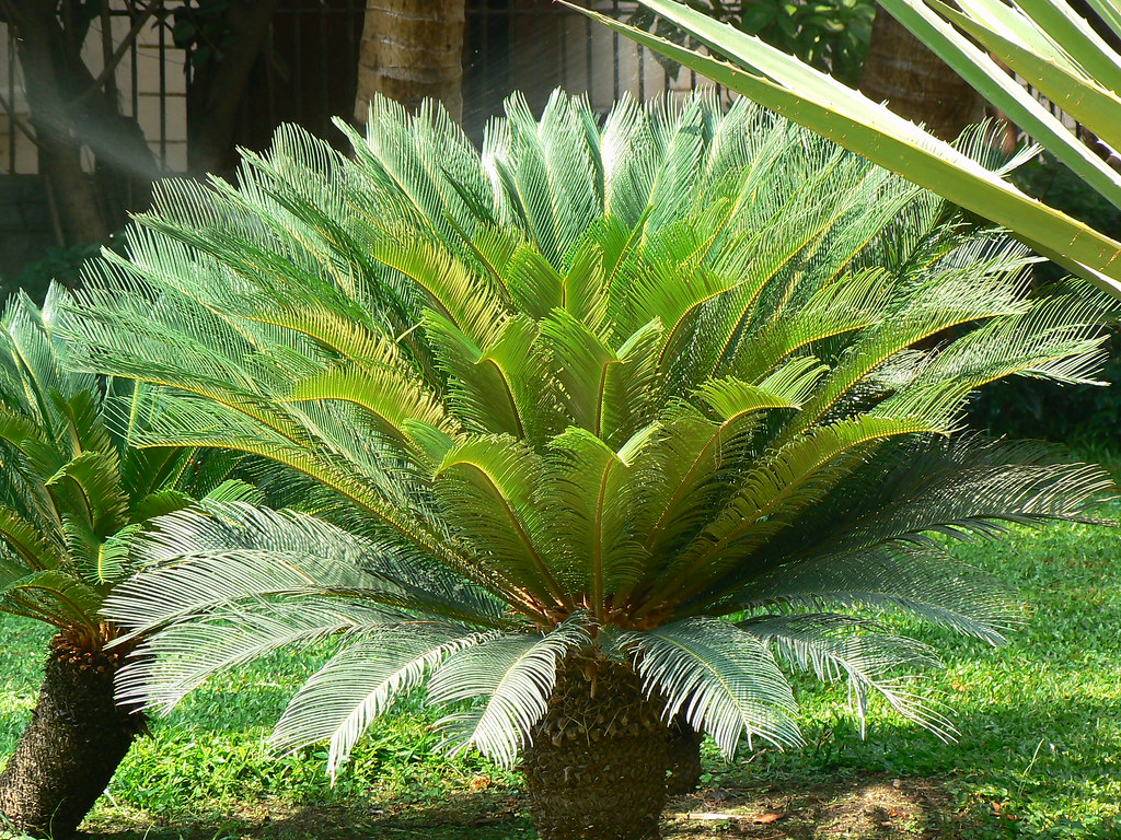 Cycas revoluta – Government College of Arts, Science & Commerce, Quepem