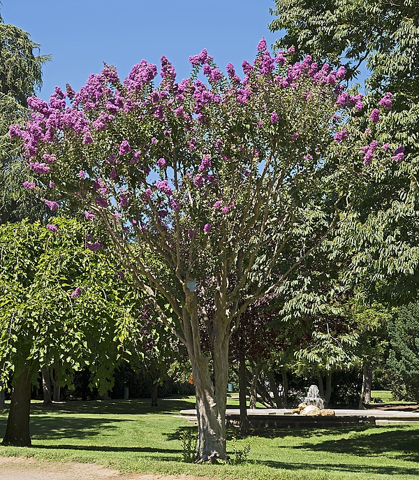 Lagerstroemia indica – Government College of Arts, Science & Commerce ...